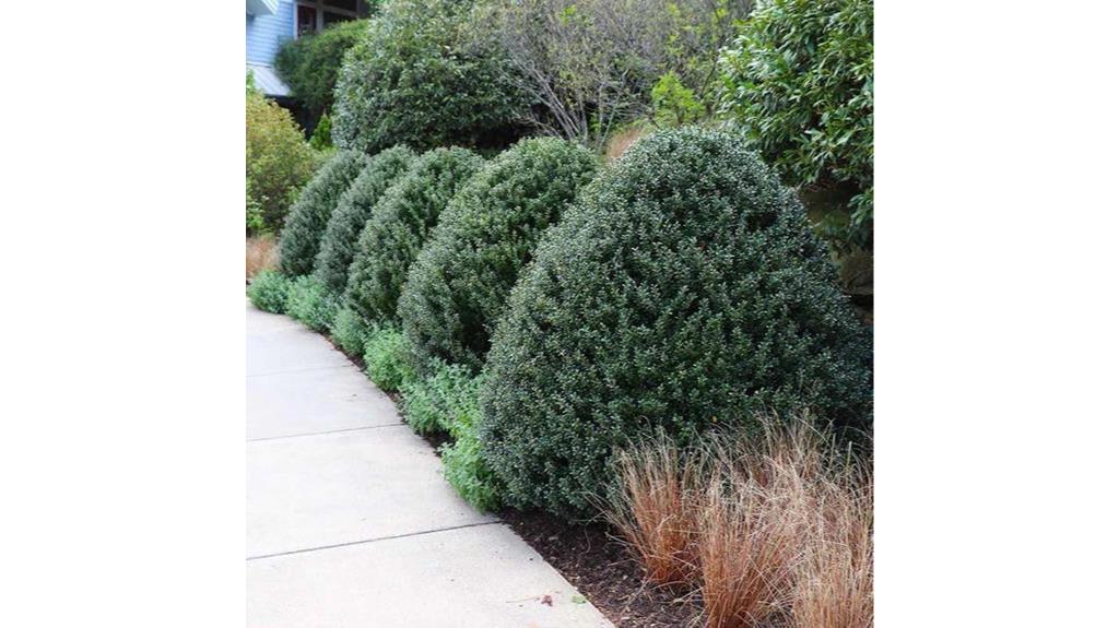 14 Best Shrubs for Privacy to Enhance Your Outdoor Space - Soul Sanctuaries